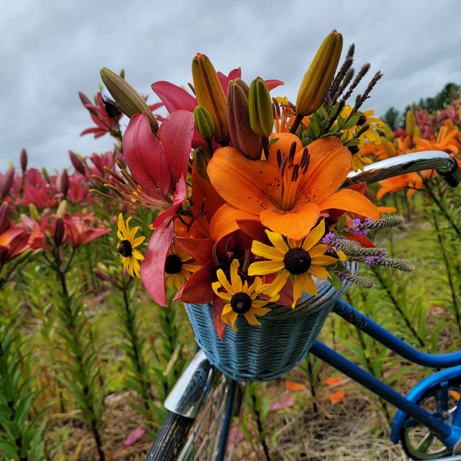 Attractions - Discover the Range